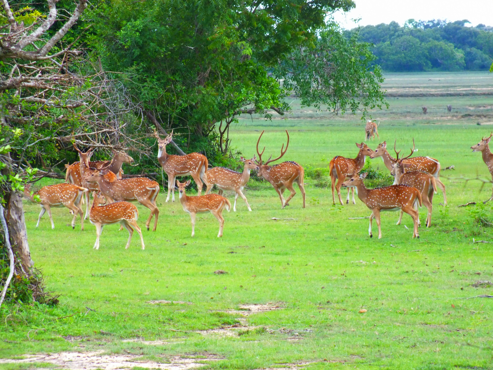 Kumana National Park – Oreta Travels